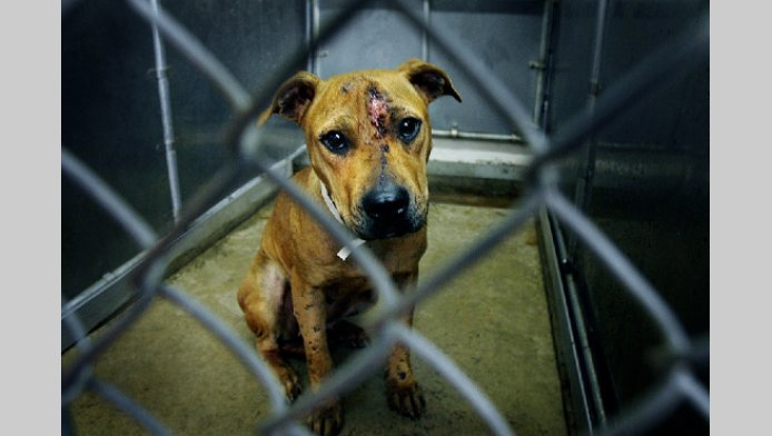 TakingITGlobal - Action Tools - Petitions - Stop Dog Fighting in the UK!